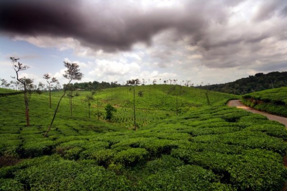 Tea Picking Experience at Glenlorna Bungalow, Coorg - Coorg | TripPlatform