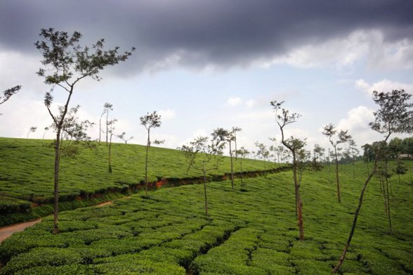 Tea Picking Experience at Glenlorna Bungalow, Coorg - Coorg | TripPlatform